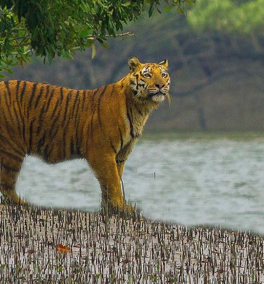 Simlipal National Park and Simlipal Tiger Reserve Timings, Tour Package