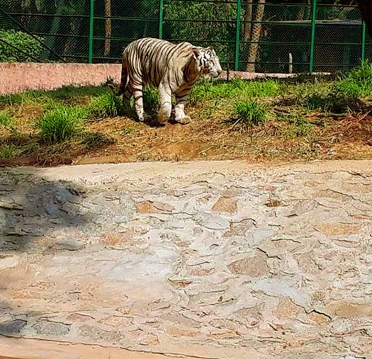 Ushakothi Wildlife Sanctuary – Odisha, Timings, Entry Fee, Booking