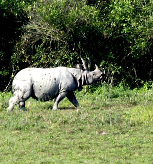 Nagaland Zoological Park - Timings, Entry fees, Online Booking, Tour