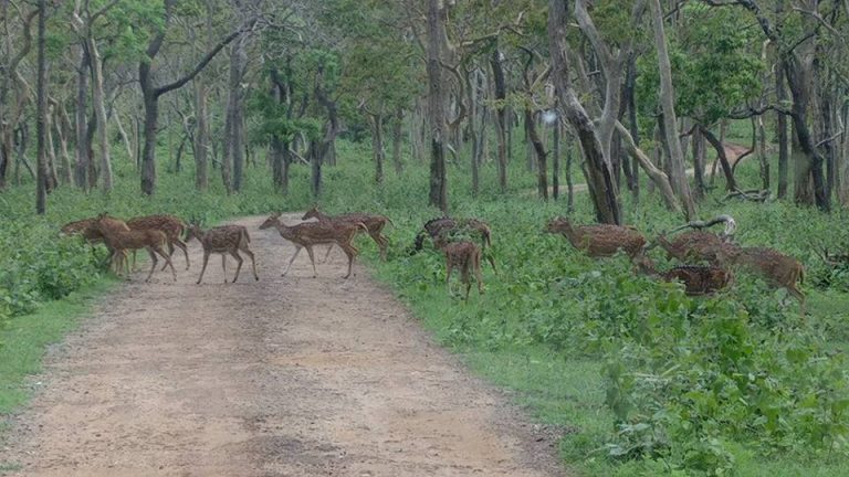 Bondla Wildlife Sanctuary in Goa | Bondla ZOO Information