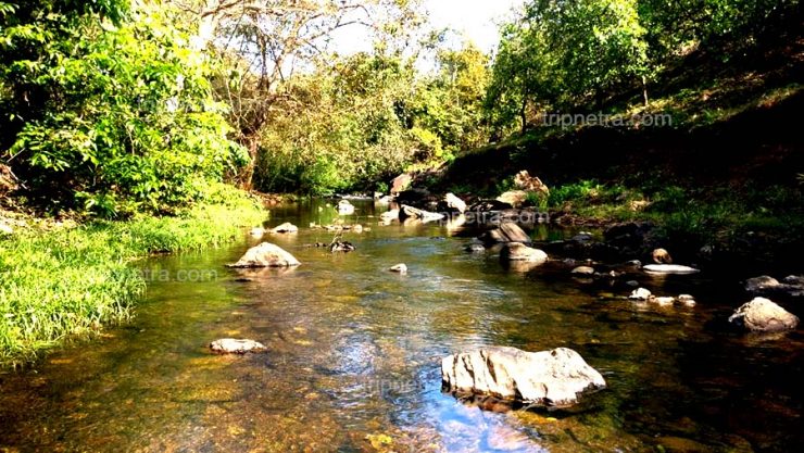 Kaundinya Wildlife Sanctuary Chittoor - Timings, Ticket Cost, Tour Package