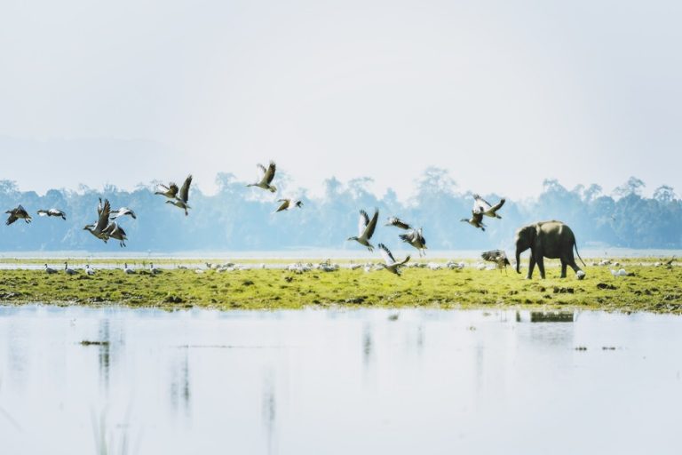 Umrangshu Hill Station - Opening Timings, Best Time to Visit, Tour, Book