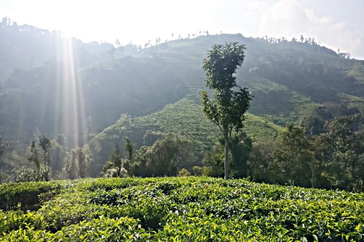 Catherine Water Falls- Entry Fee, Timings, Best time to Visit