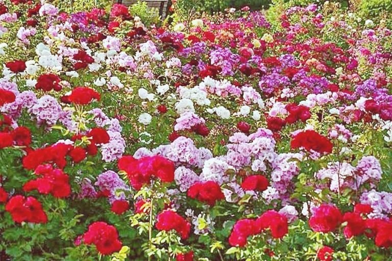 Rose Garden Chandigarh- Timings, Festivals, Entry Fee, Photograpy