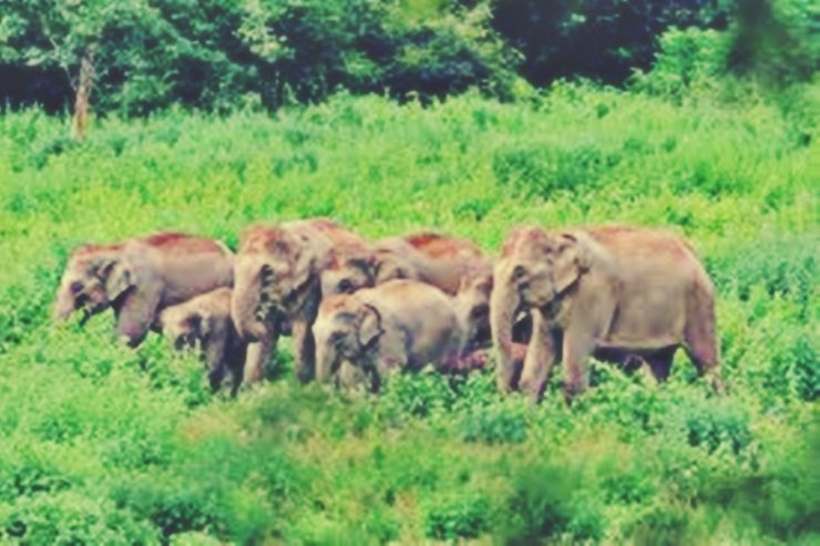 Best Places to Visit in Munnar Kerala