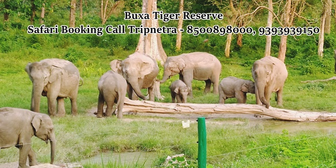 Buxa Tiger Reserve Safari & Accommodation Booking