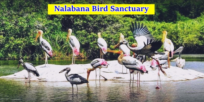 Nalabana Bird Sanctuary Orissa